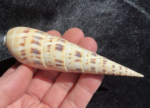 Terebra Maculata Seashell Mitra Shell Vintage Gem 120mm | eBay
