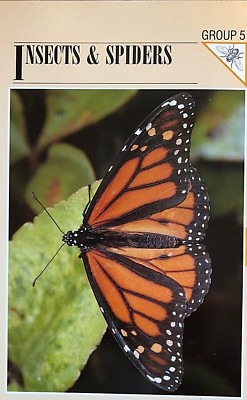 Wildlife-Fact-File-Insects & Spiders-Wild Animals-Nature-Collectors ...
