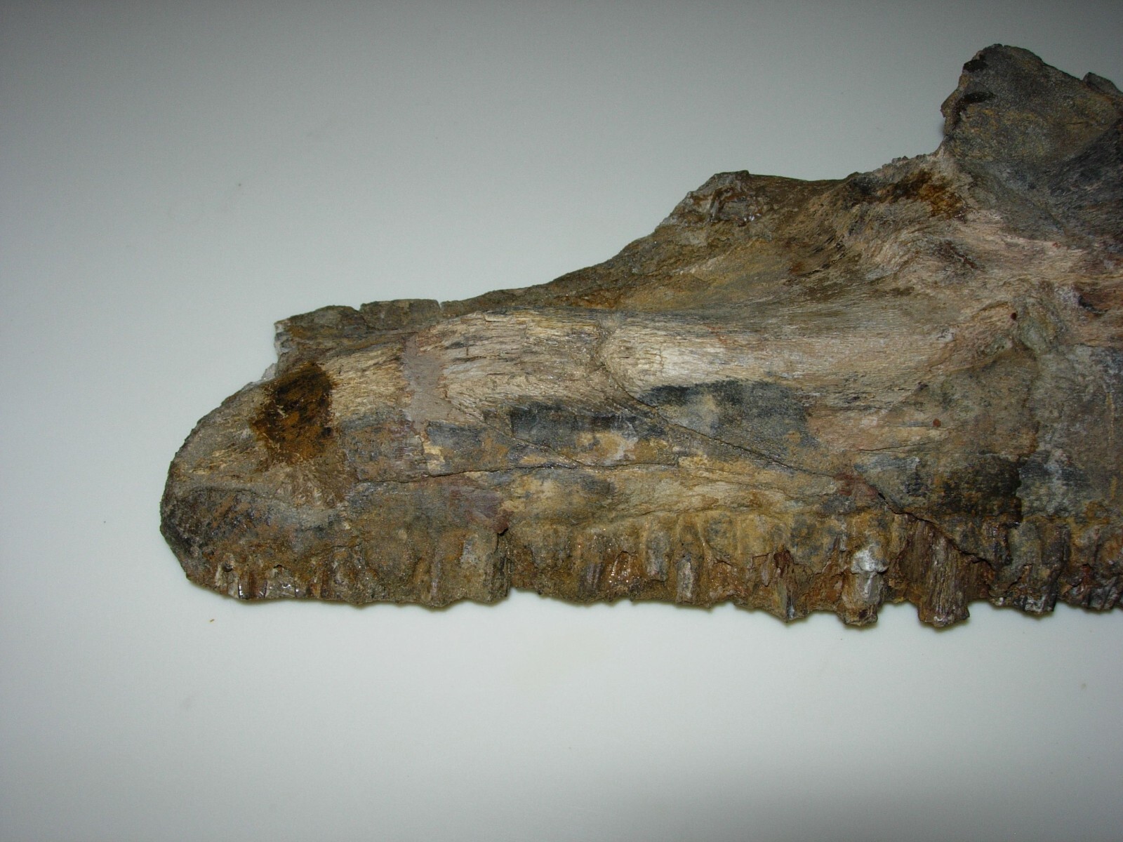 Edmontosaurus Maxilla - Athentic Fossil Dinosaur Jaw | eBay