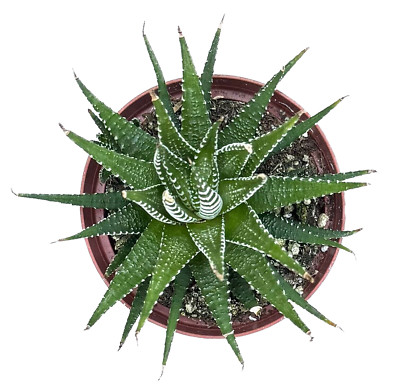 Super Zebra Haworthia 'Haworthiopsis Fasciata' live Plant in 4 inch Pot ...