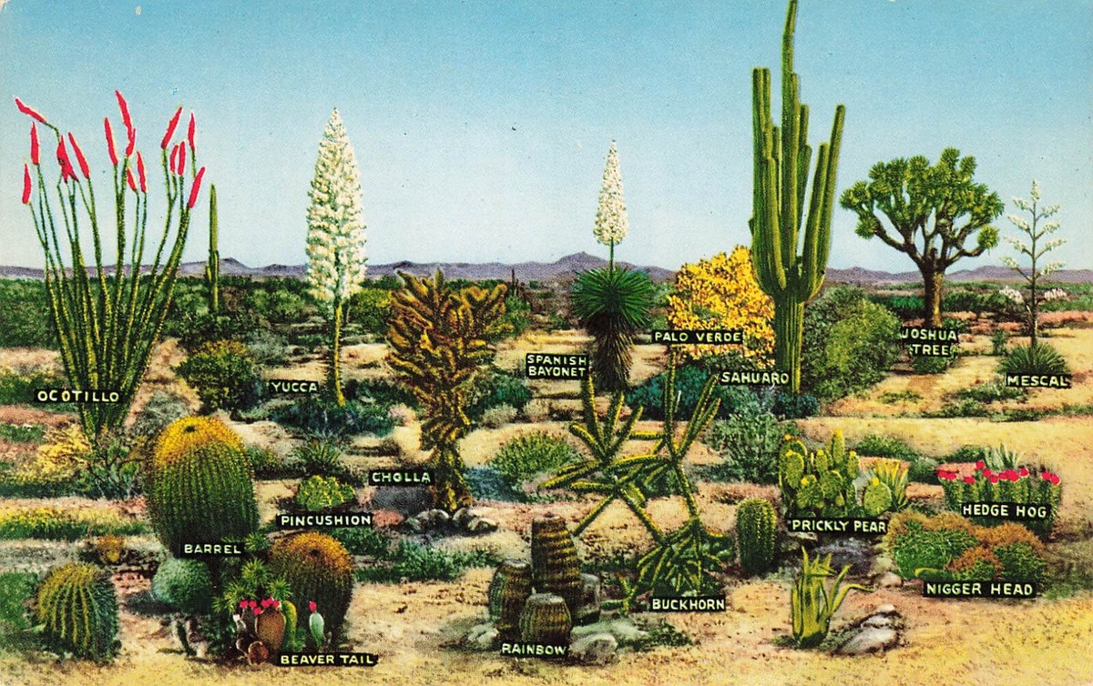 Mexican Desert Plants