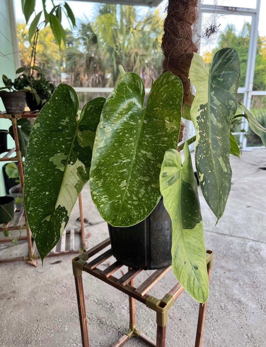 LARGE Philodendron Jose Bueno- 7 Leaves High Variegation. Leaves over 1 ...
