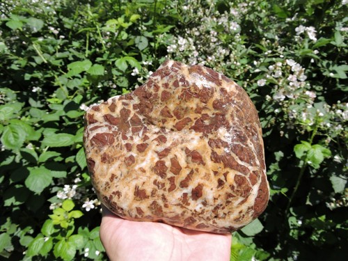 4lbs OREGON Natural RED & GOLD Jasper / Jaspagate Cobble Rough w ...