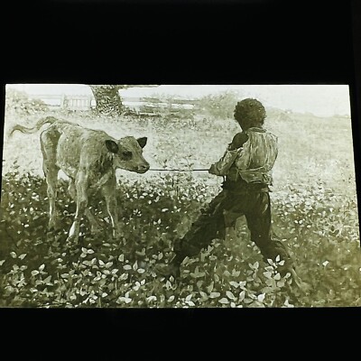 Vtg Magic Lantern Glass Slide Homer Winslow The Unruly Calf Painting ...