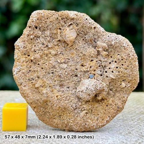 Fossil faringdon sponge, oxfordshire, british fossil, uk (lower ...