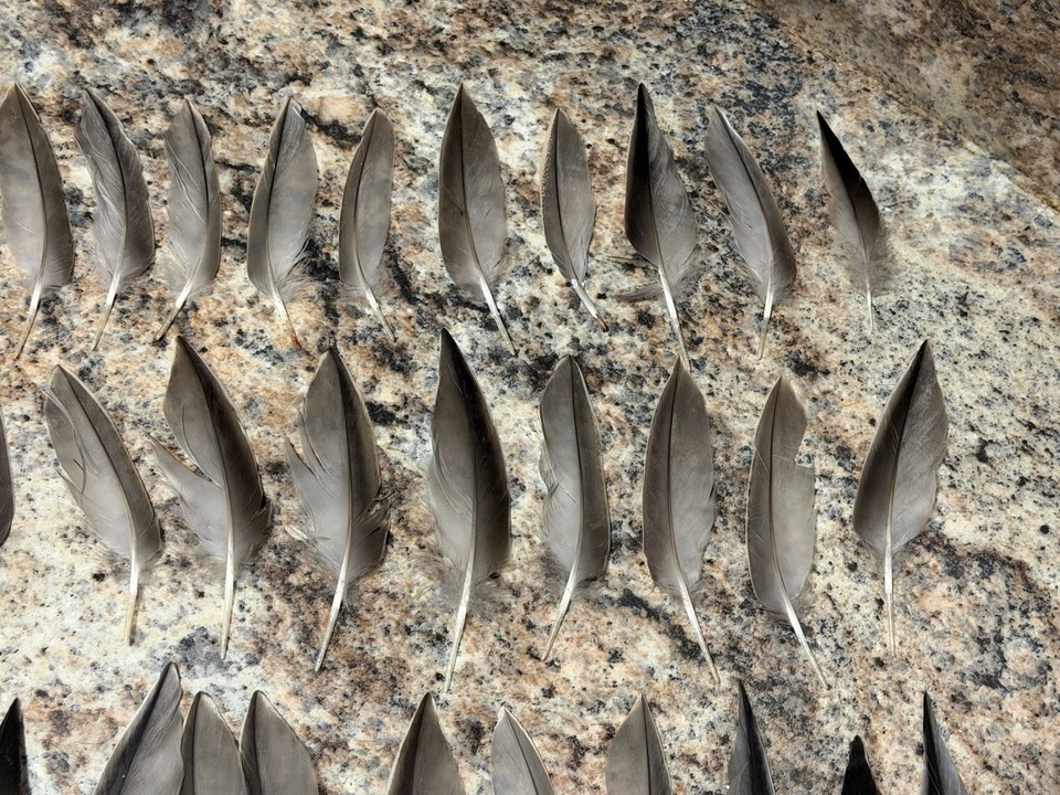 Pintail Duck Tail Feathers from 3 Drakes Fly Tying Material Salmon ...
