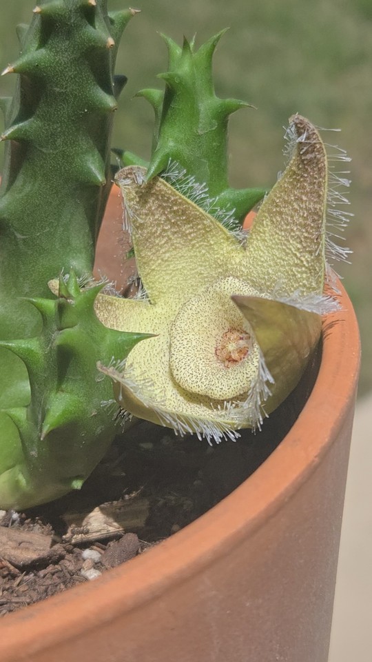 ORBEA CILIATA Rare Succulent Liveplant huernia stapelia cactus | eBay