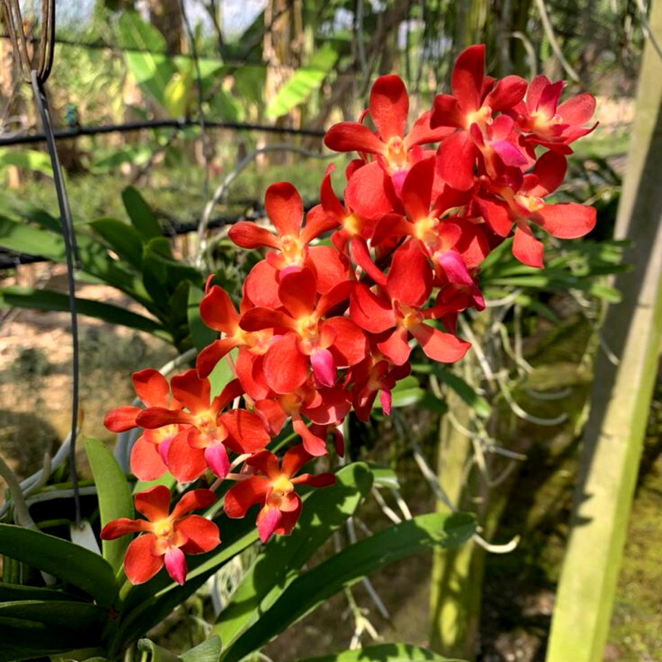 Vanda Pots Orchid Garden Black Plastic Hanging Compatible Mesh Net ...