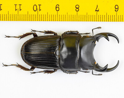 LUCANIDAE - Stag Beetle - Aegus parallelus (50mm+) - MALAYSIA - 6916 | eBay