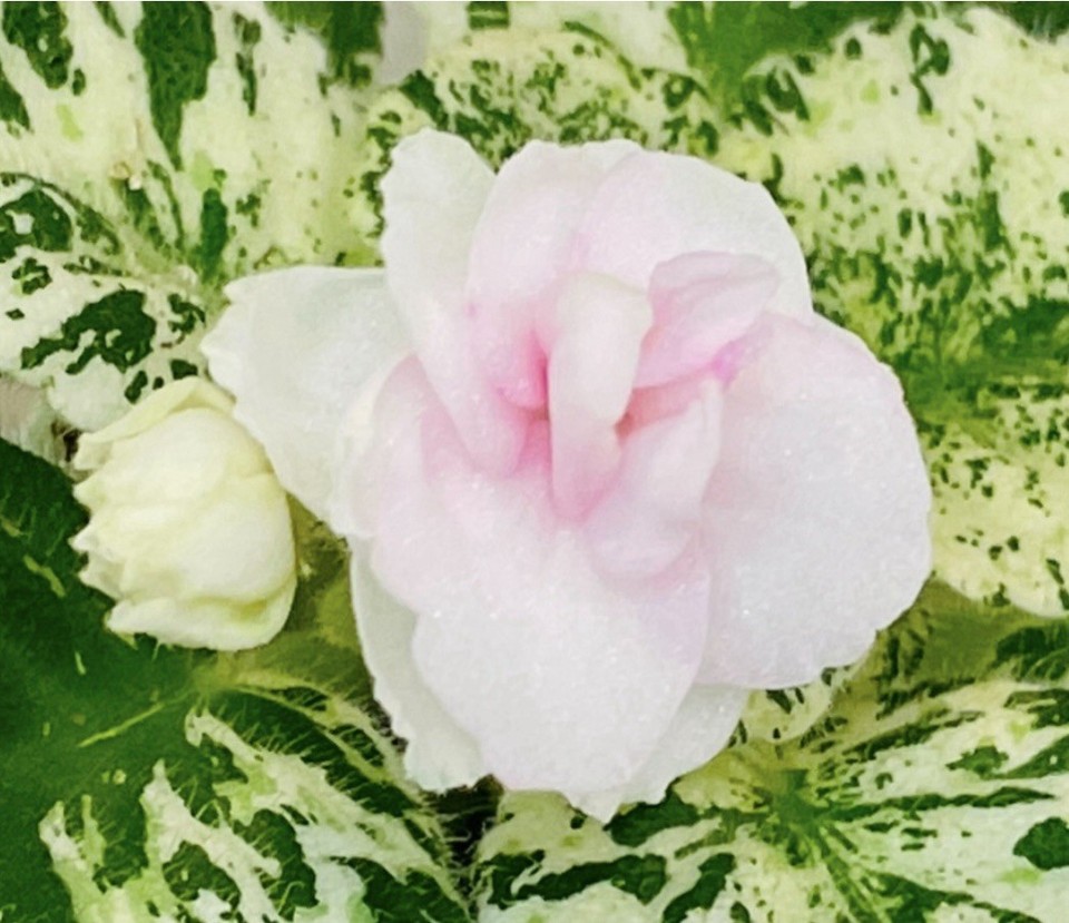 African Violet plant. Watermelon Snow . Large plant. Mosaic variegation ...