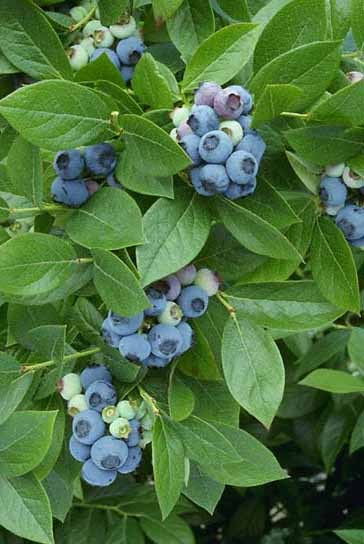 Highbush Blueberry, Vaccinium corymbosum, Seeds (Edible, Fall Color ...