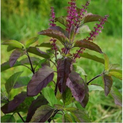 KRISHNA TULSI 50 Seeds DARK PURPLE Indian Holy Basil SACRED Ocimum ...
