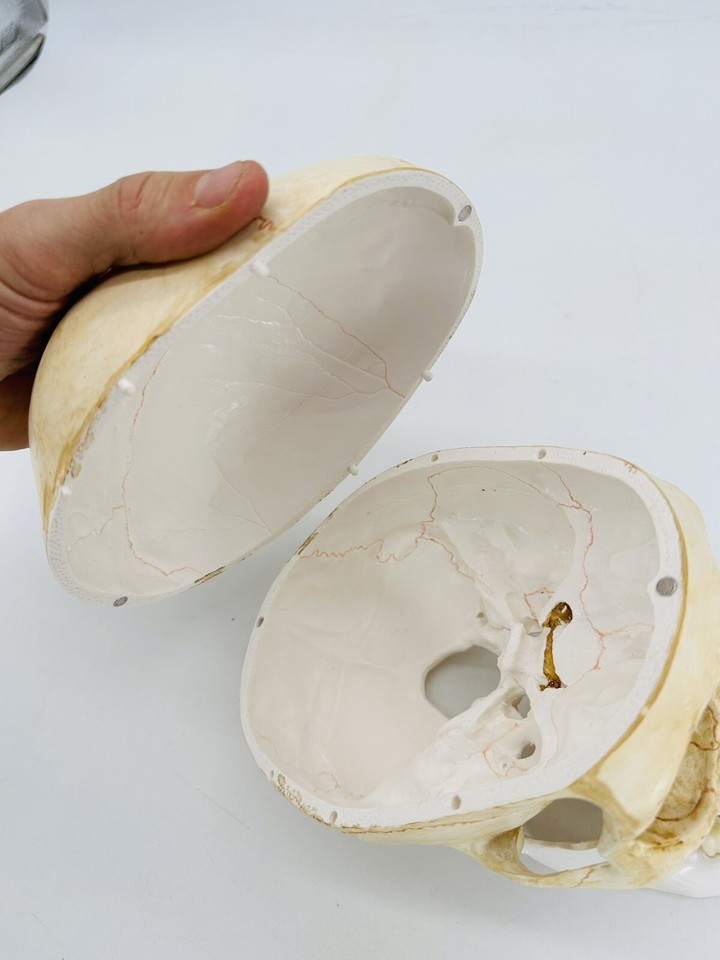 Vintage Medical Lab Anatomical Human Skull Display Hinged Jaw Realistic ...