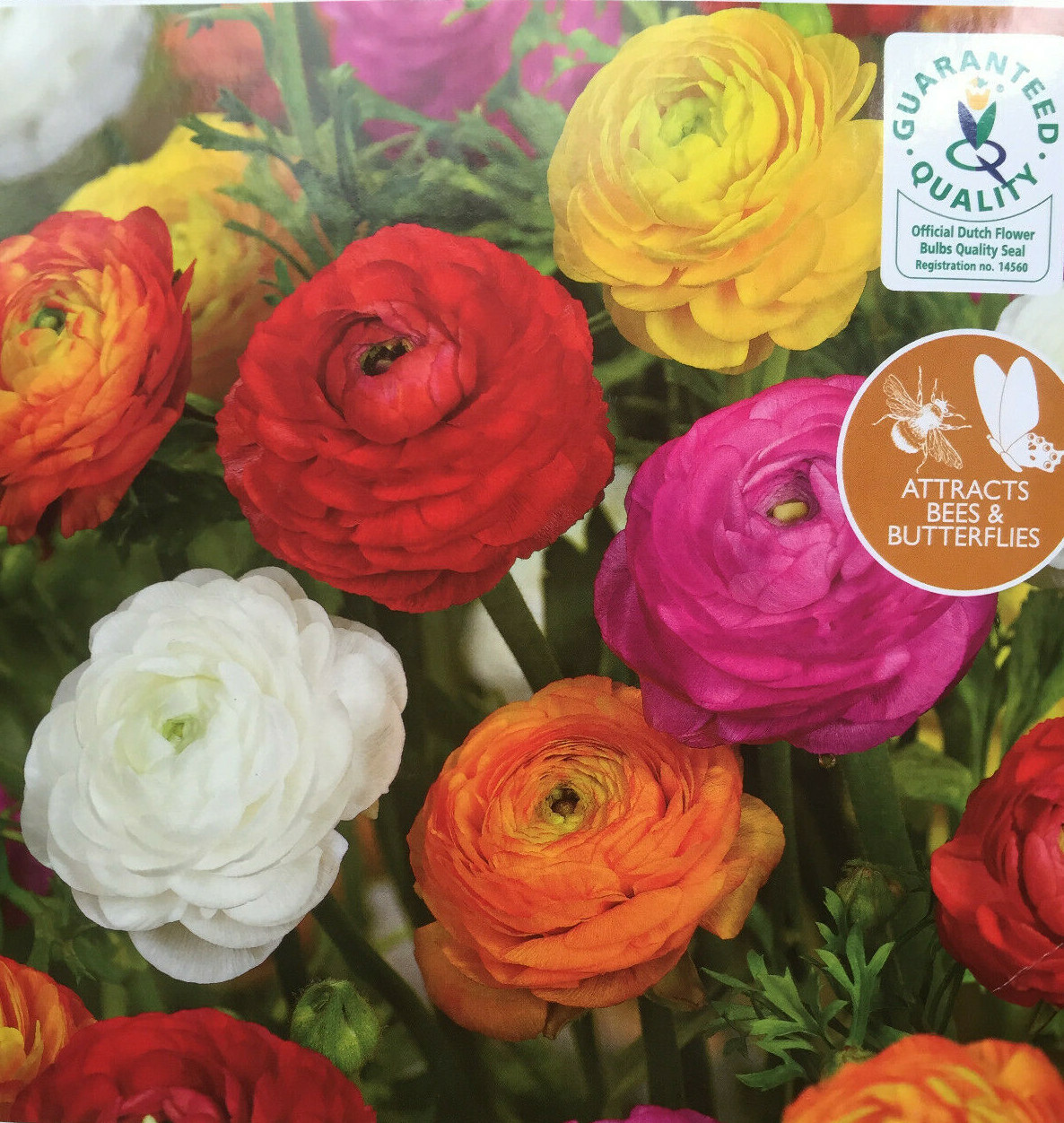 Ranunculus Mixed Colour Garden Bulbs Summer Perennial Hanging Basket ...