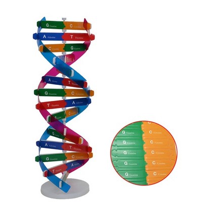 Double Helix Structure Dna Model Design Upgrade Kit Biological Toy for ...