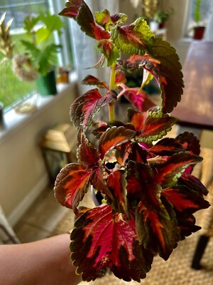 Coleus Ruby live plant with pot included | eBay