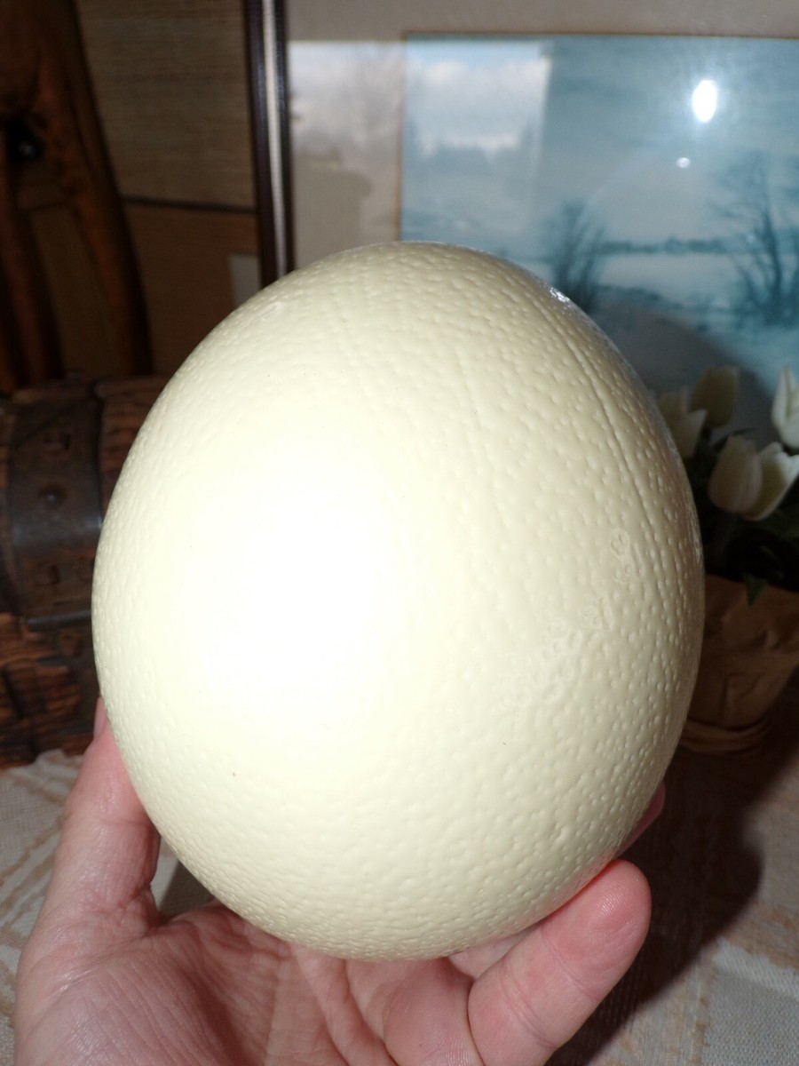Ostrich Egg How To Cook And Eat An Ostrich Egg