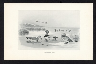 Canvasback Duck, American game birds illustration, 1898 hunting print ...