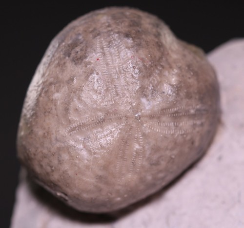 Fossil Sea Urchin Hemiaster Cretaceous Goodland Formation Texas TX COA ...