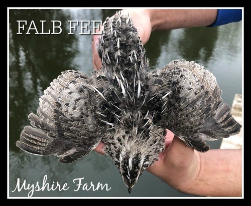 110+RARE Falb Fee Coturnix Quail Hatching Eggs By Myshire! Are Feather ...