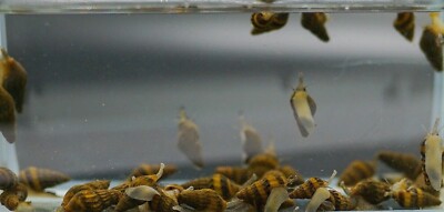5 Live Assassin Snails Freshwater Snail/Pest Control (Clea Helena) Bred ...