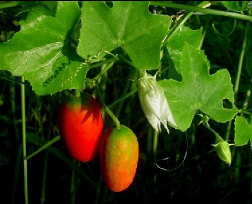 Thai vegetable,herb, SEEDS-aubergine, chilli, basil, rice, culantro ...