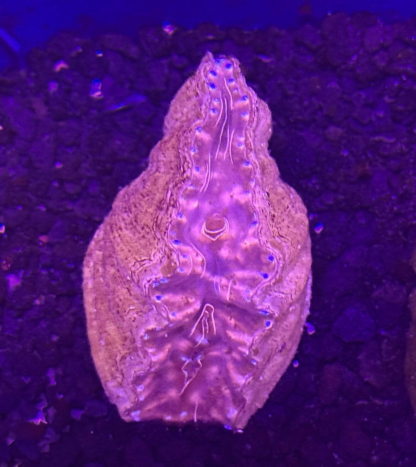 Hippopus Clam Rare Live Saltwater – Hippopus hippopus Reef Aquarium ...