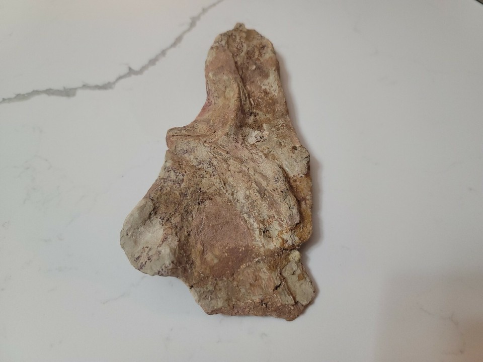 Huge Very Rare Coelacanth Fossil Fish Head Bone Skull Cretaceous ...