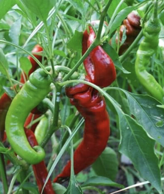Jimmy Nardello's Pepper Seeds | Sweet | Heirloom | Organic | eBay