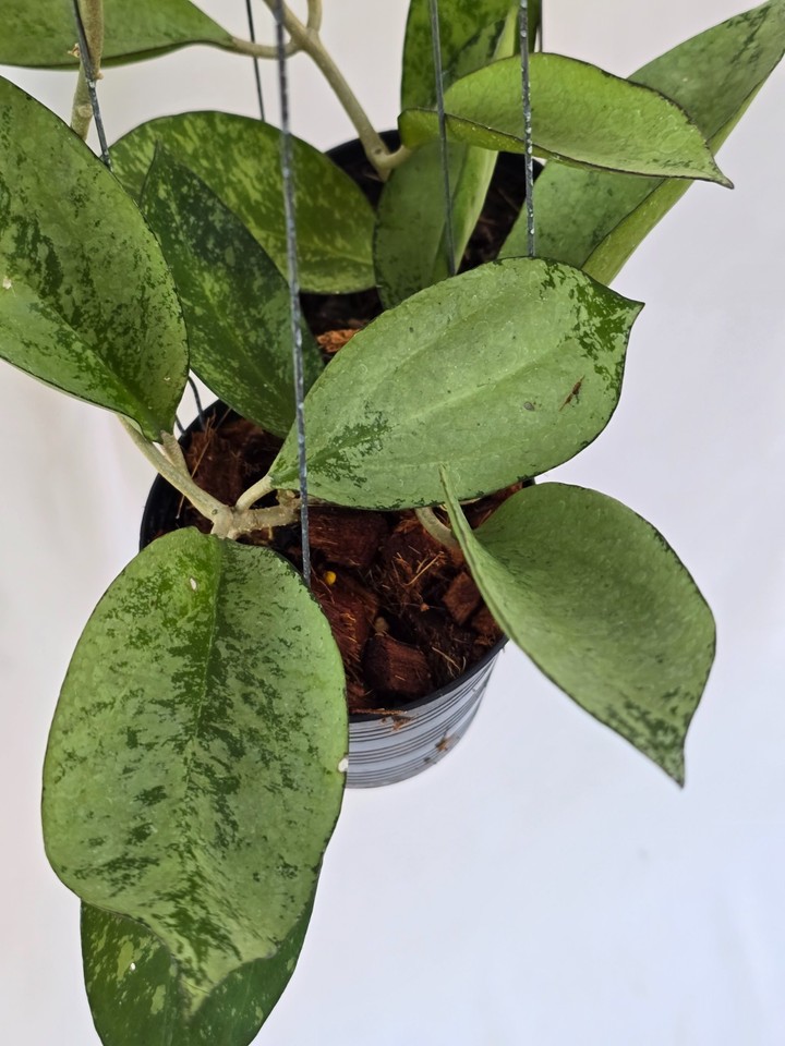 Hoya icensis silver splash [2n16j016] 2 pots, 2 plants, 10-12 inches ...