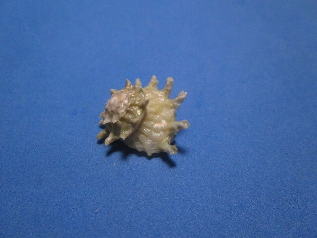 Astralium calcar Linnaeus, 1758 "STAR TURBIN" (27.9mm) | eBay