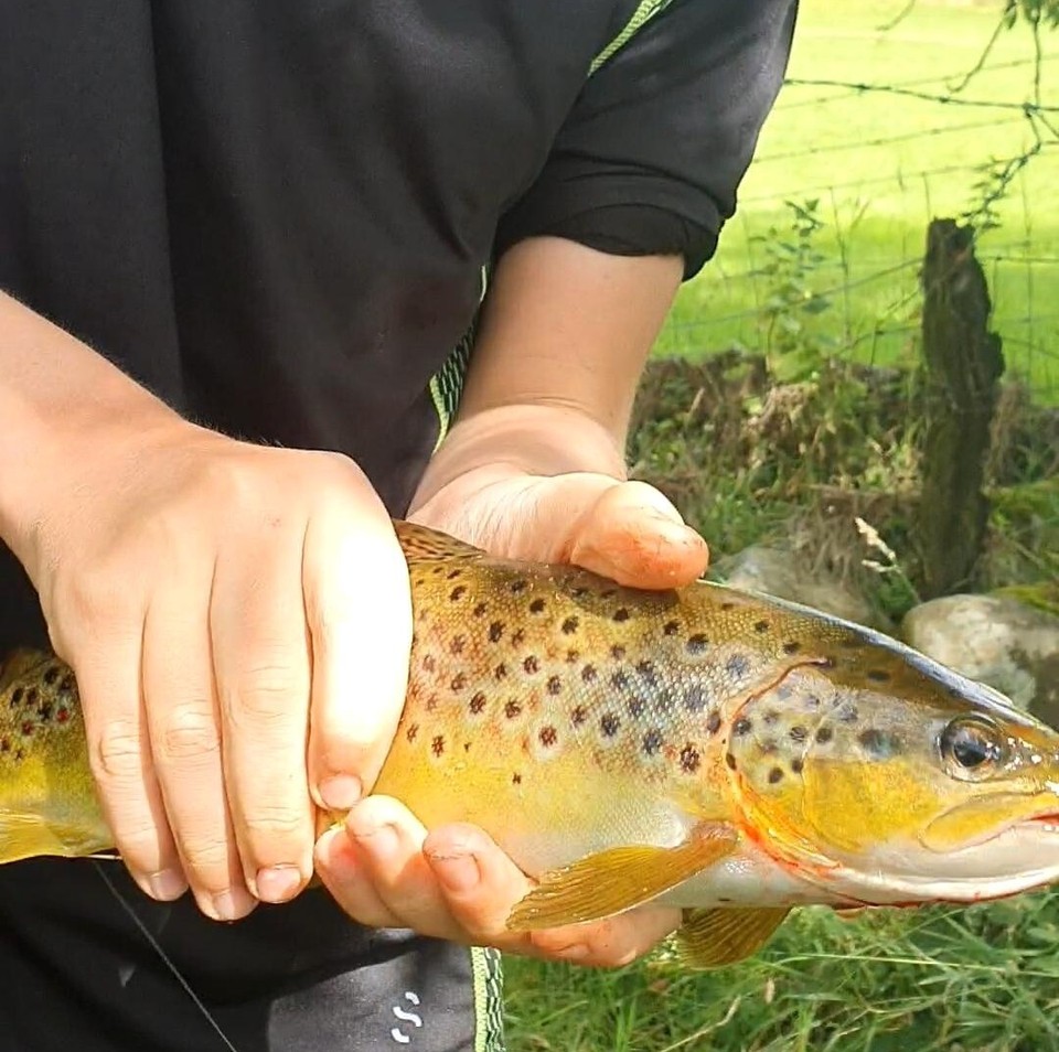 5 X Fishing Lures. Trout, Salmon, Pike. Mustad Hooks. 10g Solid Brass ...