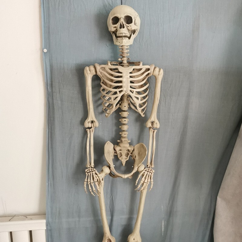 5 ft 5 in Halloween Poseable Life Size Skeleton Party Prop Human ...