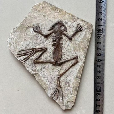 Unique Frog Fossil Rare Chinese Best Triassic Keichousaurus Toad ...