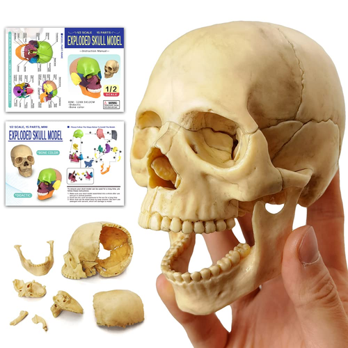 Anatomy Exploded Skull Model,Human Medical Skull Model Dental ...