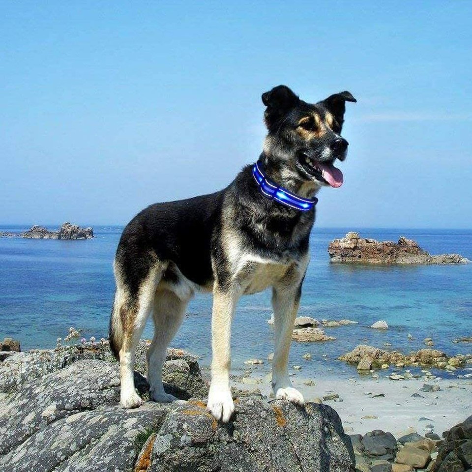 LED Dog Collar Light up Adjustable USB Rechargeable Pet Safety Luminous ...