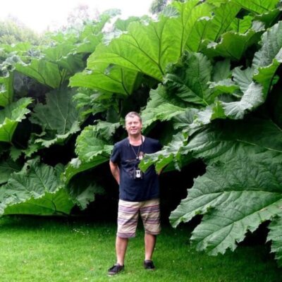 Giant Rubarb - Gunnera manicata | eBay