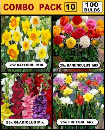 Daffodils / Ranunculus / Freesia / Gladioli x 100 BULBS - COMBO PACK ...