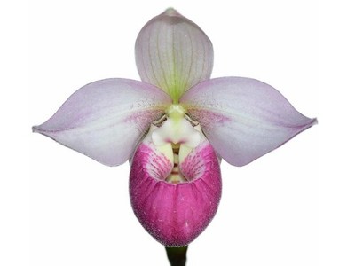 Phragmipedium Cardinale Pink Raspberry White Orchid New Growths SPIKE 4 ...