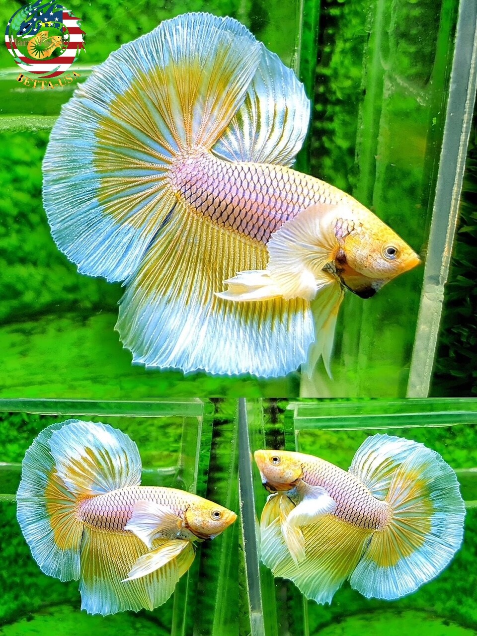 Live Betta Fish High Quality Halfmoon HM Male Yellow Pineapple Dumbo | eBay