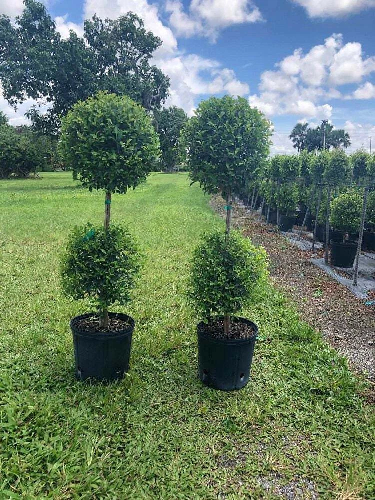 Eugenia Topiary Plant