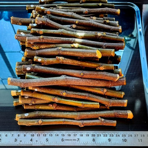 Three (3) Hardy Brunswick Fig Cuttings, 3 Node Minimum, Organic | eBay