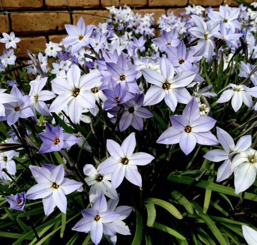 Spring Star Flower (Ipheion Uniflorum) 10 Bulbs - Tassie Grown - Purple ...