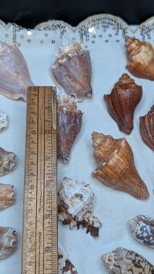 ASSORTED Conch Seashell LOT Med. Sized Conus Straitus Some Rare Shells VINTAGE | eBay