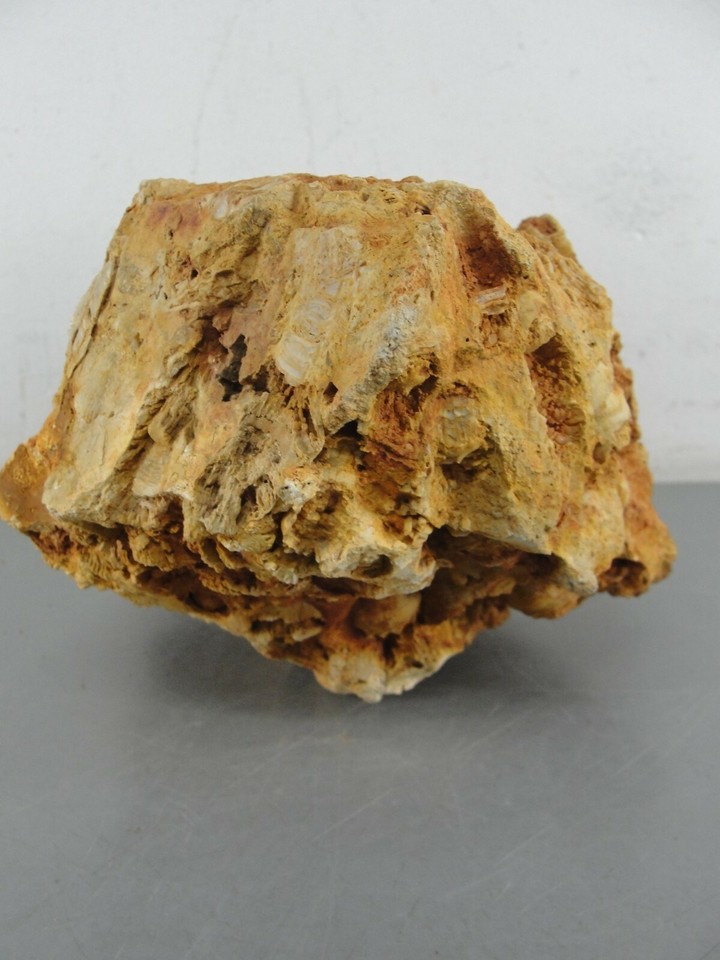 FOSSIL COLONY SEA ROCK SPECIMEN TUBE WORM SHELL FISH CORAL ORANGE ...