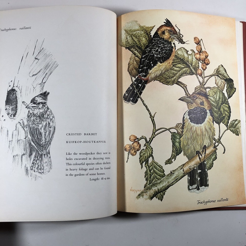 Avifuana Africana 12 Watercolours Of South African Wild Birds | eBay UK