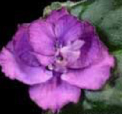 African Violet Plant ~ Apache Fire in BLOOM | eBay