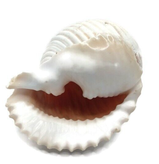 Andean Pututu Conch Trumpet - Handmade Indigenous Wind Instrument | eBay