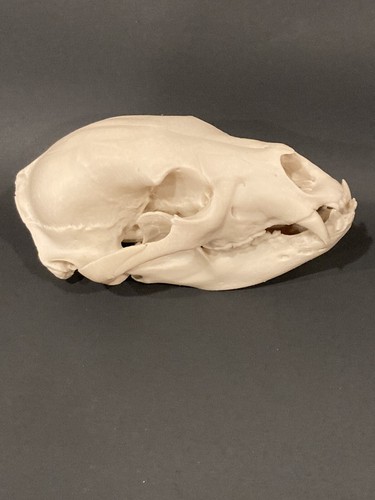 Black Bear Skull | eBay
