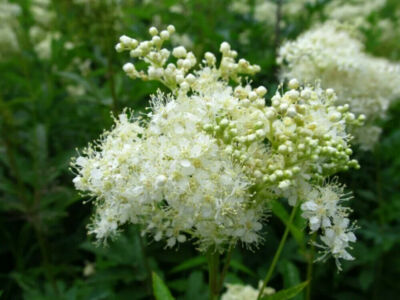 Real Meadowsweet - Filipendula ulmaria - 50+ seeds - Semillas - Graines ...